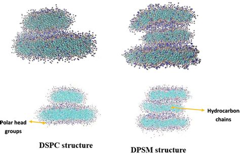 The Final Structure Of Lipids Of Dspc And Dpsm After 1000 Nanoseconds