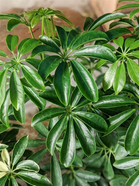 Learn All About Caring For Umbrella Plants As Houseplants
