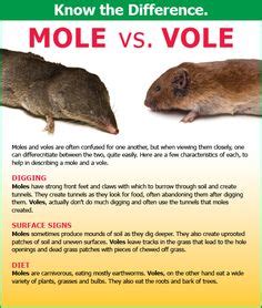Mice Moles And Voles Lawnmark Plus