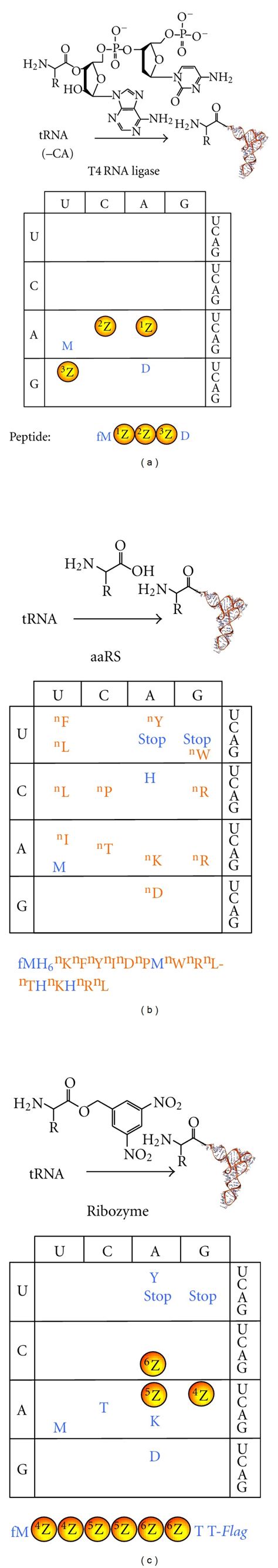 Comparison Of The Aminoacylation Methods Used For Genetic Code