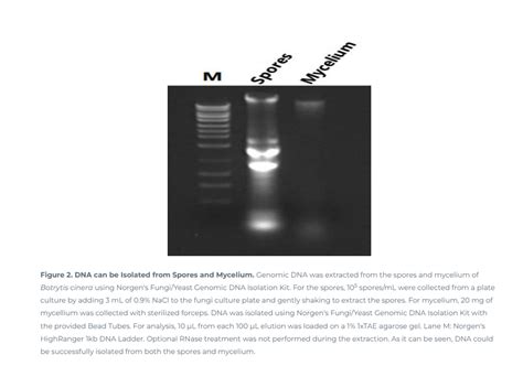 Norgen Biotek™ Fungiyeast Genomic Dna Isolation Spin Column Kit 50 Preps