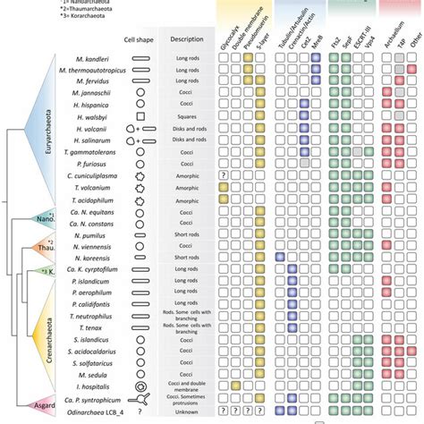 Pdf The Cell Biology Of Archaea