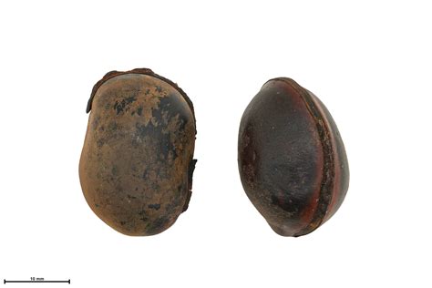 Strongylodon Ruber Seeds Of Hawaii