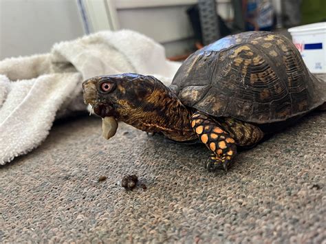 Lumpy Friend No Longer Lumpy R Turtle