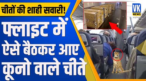 नामीबिया से भारत ऐसे लाये गए चीते , देखिए वीडियो ! - YouTube