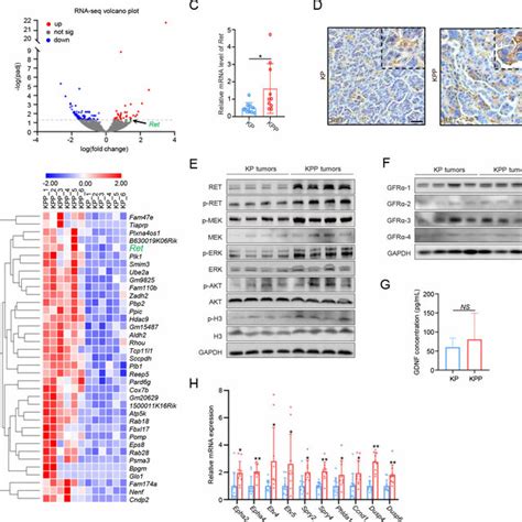 Promotes Luad Cell Proliferation By Upregulating Ret Expression A