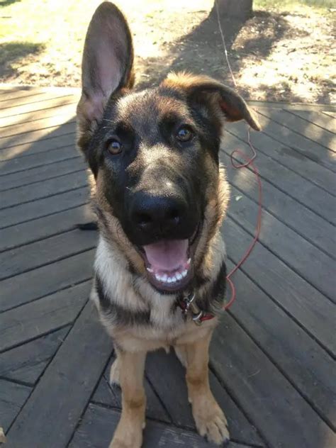 28 Pictures That Prove Puppies Are Cuter When They Have One Ear Up