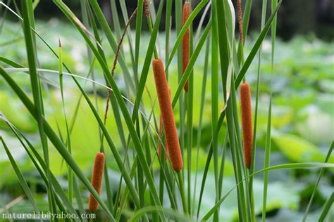 香蒲 Typha Orientalis Nature Library