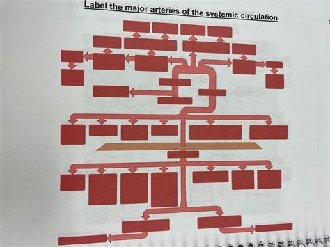 Biol 2151 Chapter D Major Arteries Of The Systemic Circulation Diagram