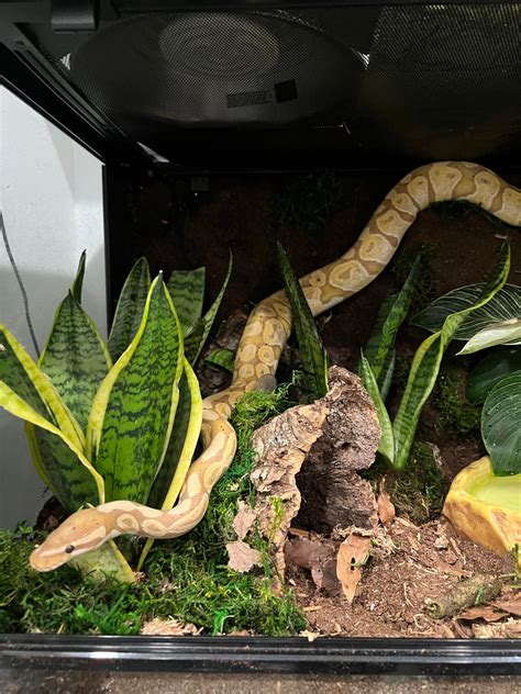 My Revamped Bioactive Ball Python Enclosure Rvivarium