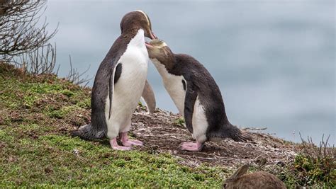 Yellow Eyed Penguin Breeding Pairs Low For The Second Year In A Row Stuff
