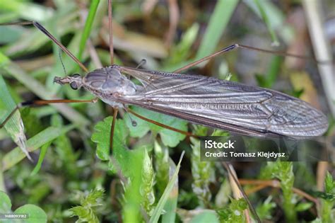 Tipula Crane Fly Tipulidae Diptera Nematocera Insect Larvae Of This
