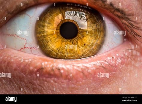 Green Eye With Eyelash And Orange Yellow Iris With A Reflection Of