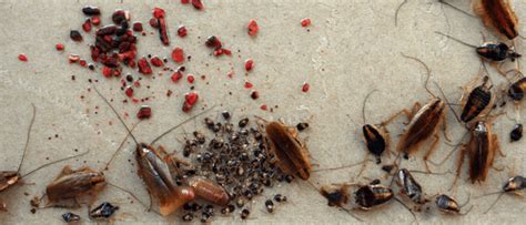 Where Do Cockroaches Lay Eggs How To Stop Their Spread Chem Free Blog