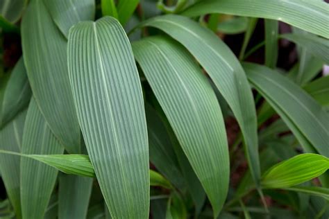 Setaria Palmifolia Palm Grass Bbc Gardeners World Magazine