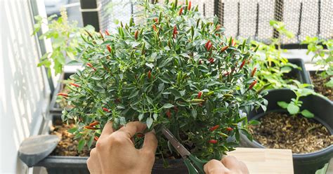 Thai Pepper Growing And Care Guide The Garden Magazine