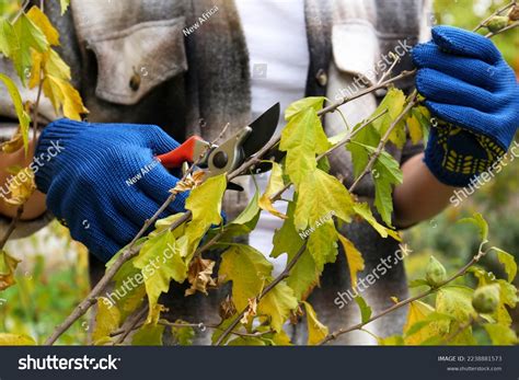 Woman Pruning Tree Branch By Secateurs Stock Photo Shutterstock