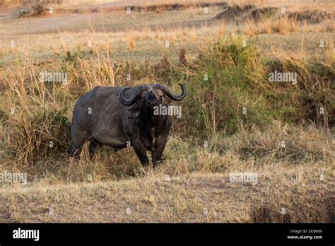 African Buffalo Syncerus Caffer Cape Buffalo Is A Large Sub Saharan