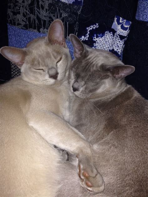 Aww Animals Cats Aww