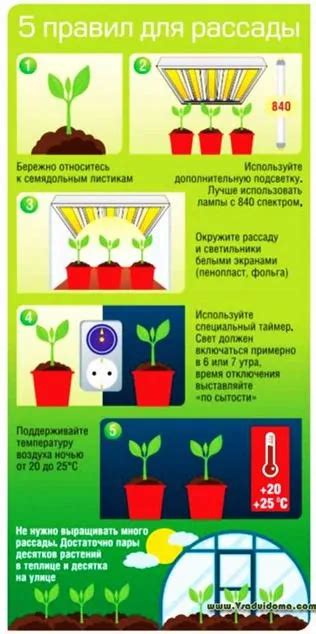 5 основни правила за отглеждане на разсад от домати на мястото на