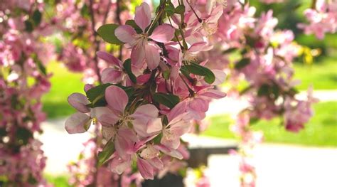 77 Flowering Trees With Names And Picture Identification Flowering Trees Redbud Tree