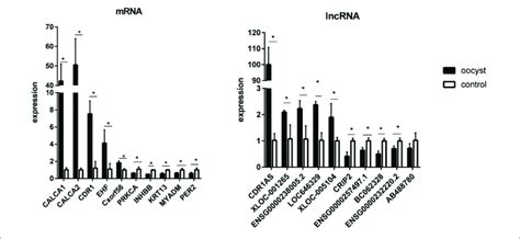 Validation For The Expression Of 10 Significantly Differential