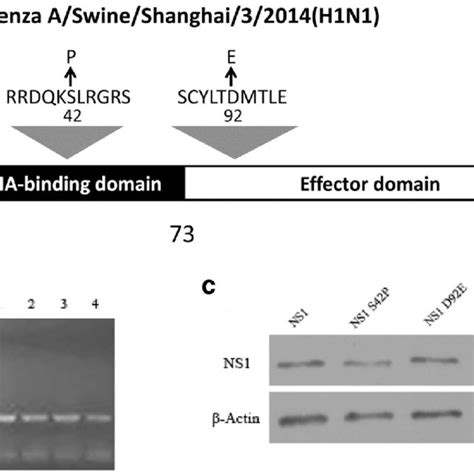 Generation Of Ns1 Mutant Viruses A Schematic Representation Of