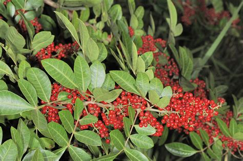 漆樹科 胡椒木屬 巴西胡椒木 葉果01 台南土城 Schinus terebinthifolia Flickr