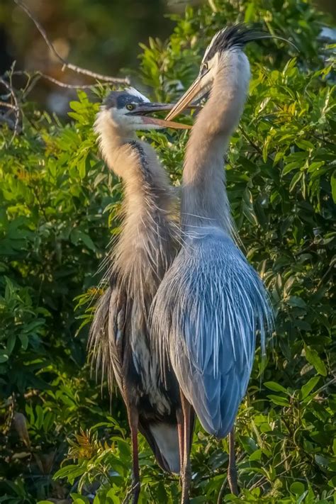 Blue Heron Spiritual Meaning Insight State
