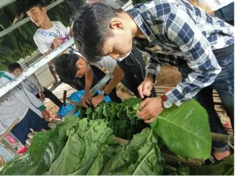 中國煙草獨寵的3大專業畢業手捧金飯碗年薪可達6位數 每日頭條