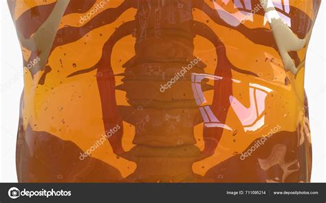 Quadratus Lumborum Muscle Anatomy Medical Concept Illustration — Stock