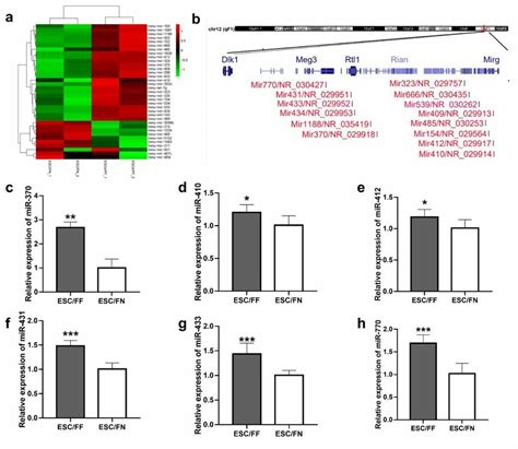 Mirnas Expression In Mouse Escs Treated With Folic Acid Deciency A
