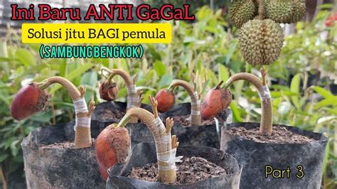 Anti GaGaL SAMBUNG BENGKOK Pohon Durian Usia DiNi Part 3