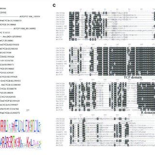 Multiple Alignment And Phylogenetic Analysis Of Cyc Like Proteins