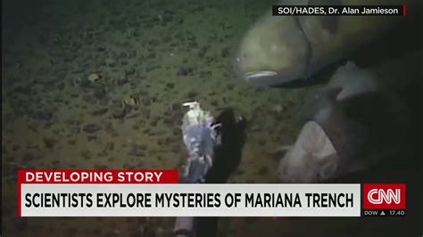 Mariana Trench Fisk