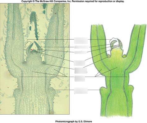 Tip Of Coleus Stem Diagram Quizlet