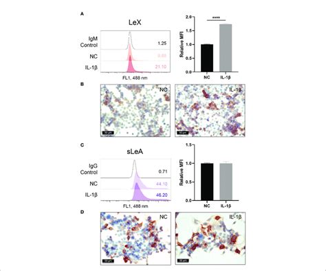 Cell Surface Expression Of Lex And Slea After Il 1b Treatment In