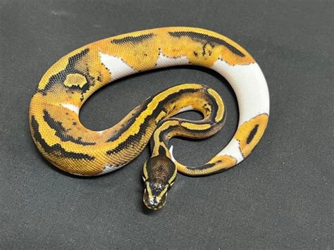 Pied 66 Het Clown Ball Python By Morphevolution