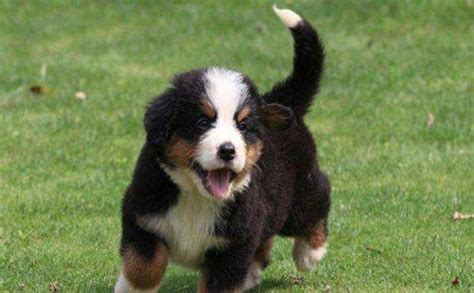 伯恩山犬 伯恩山犬多少钱一只 如何训养伯恩山犬 宠物网