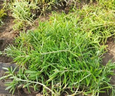 科贸园林苗木 夏天能栽植佛甲草吗夏天能栽植佛甲草吗视频