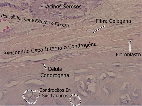 Cartilago Elastico 2 5x 5x 10x 20x 20x 1 20x 2 40x 40x 1 40x 2 40x 3 40x 4