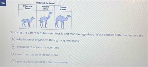 Solved History Of The Studying The Differences Between Fossils And Modern Organisms Helps