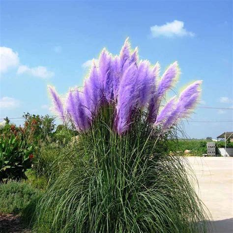 500 Pcs Rare Purple Pampas Grass Seeds Ornamental Plant Seeds Ebay