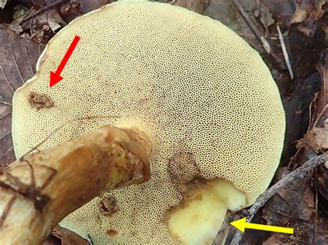 アミタケを採ろう おいしい山菜きのこ図鑑