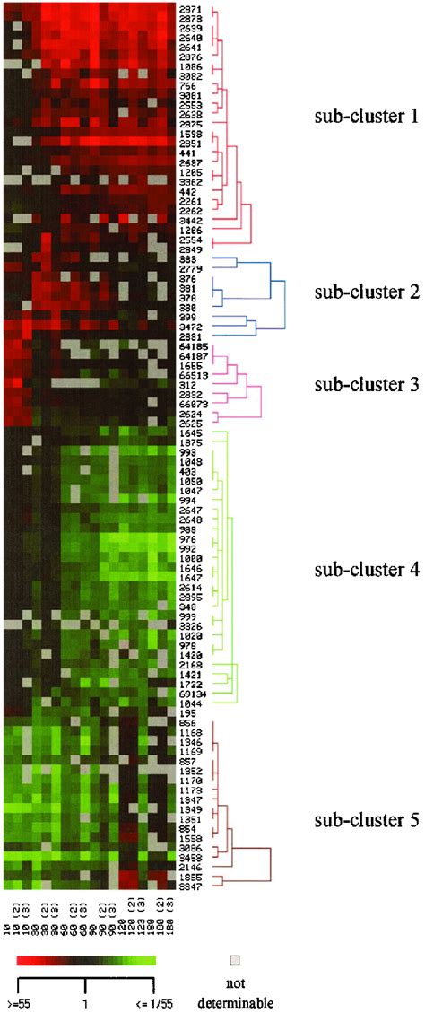 Hierarchical Cluster Analysis Of Gene Expression Changes During The