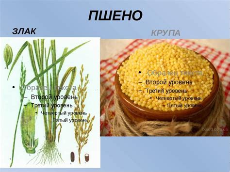 Чем просо отличается от пшена: их полезные свойства и где применяются