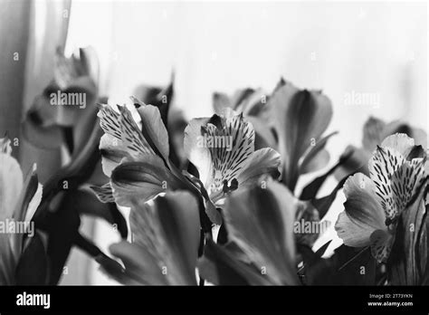 Beautiful Lily Flowers With Window Curtain At Background Funeral