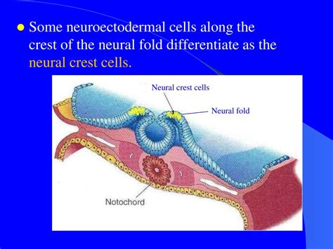 Intraembryonic Mesoderm Ppt Video Online Download