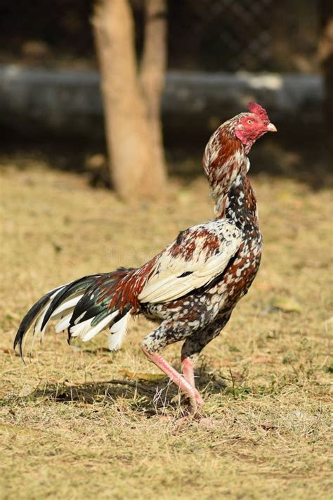Aseel Rooster