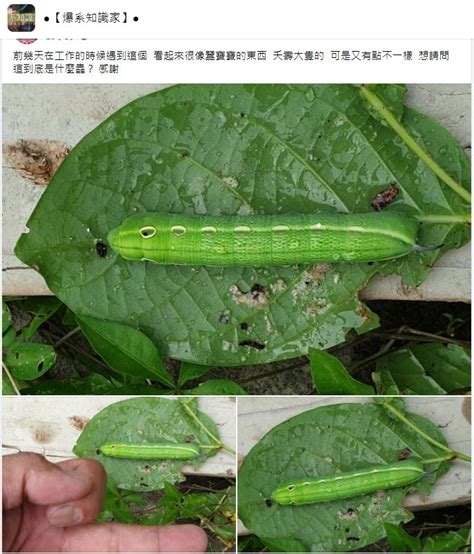 他工作驚見「綠巨蟲」！網狂喊：像絲瓜 內行揭真實身分 新奇 Nownews今日新聞